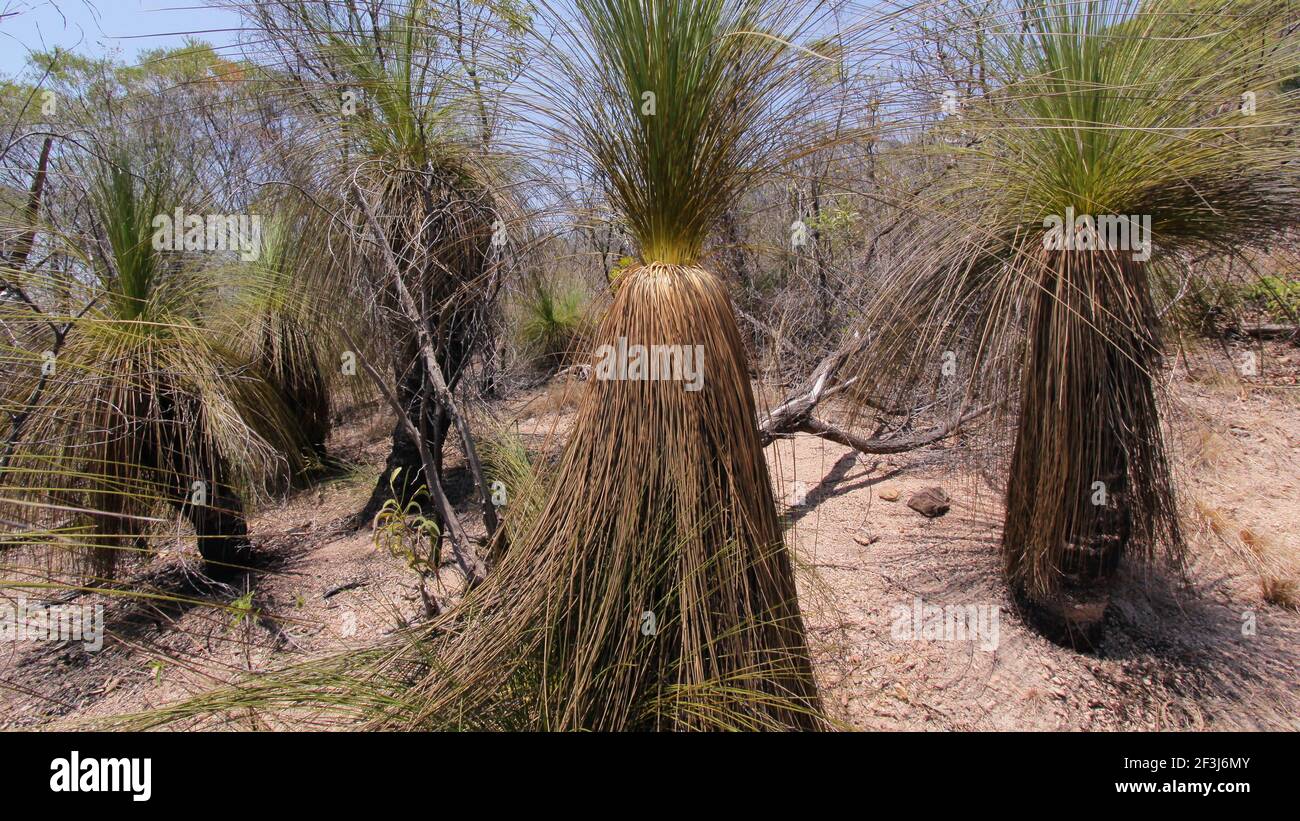 Grass trees in Lamington National Park in Queensland in Australia Stock ...