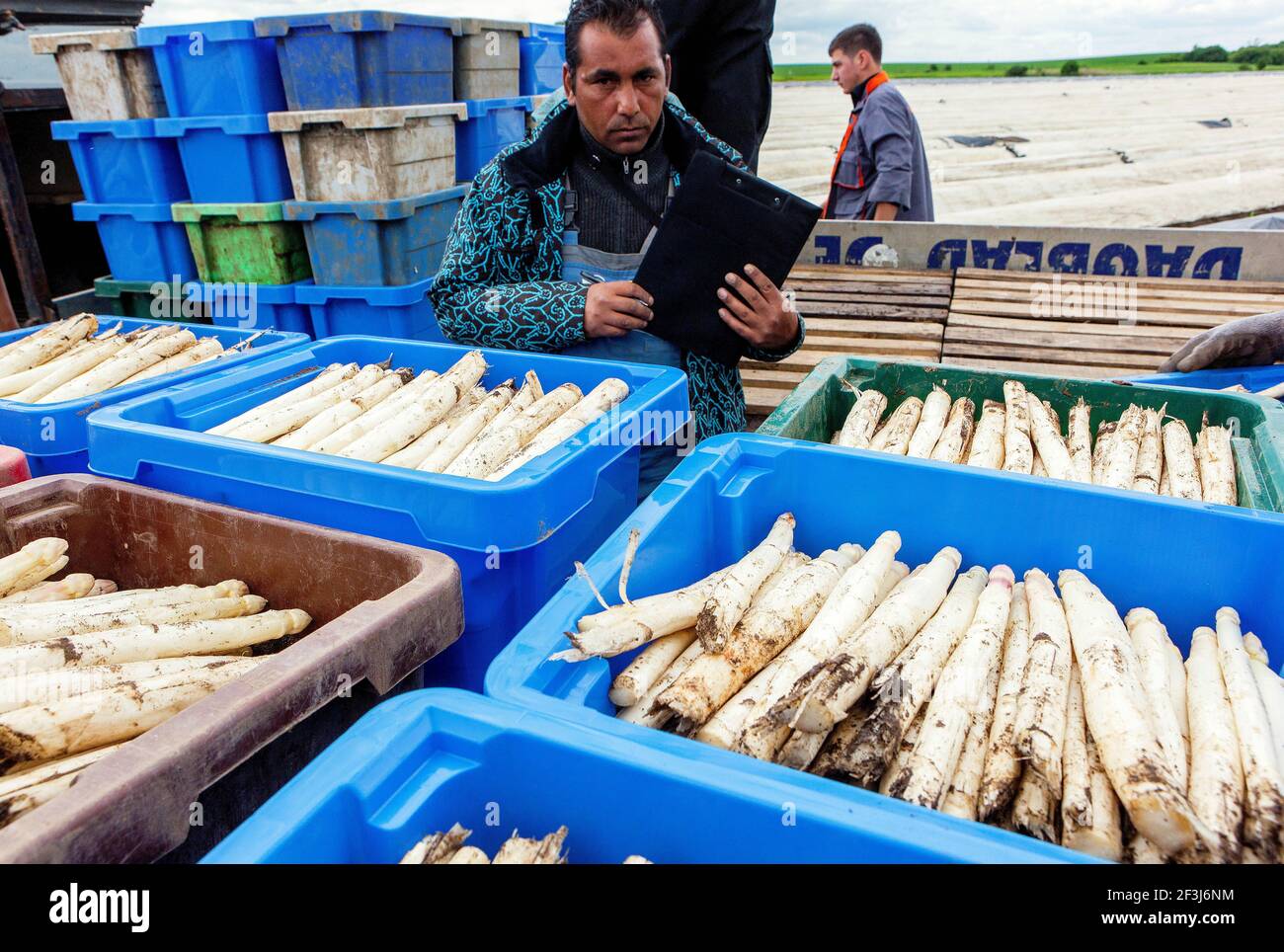 Asparagus harvest, Czech Republic Stock Photo - Alamy