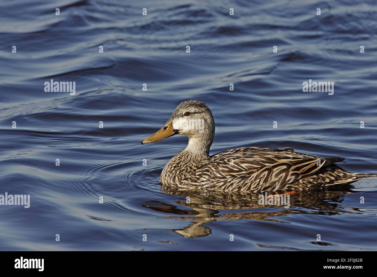Mottled ducks anas fulvigula hi-res stock photography and images - Alamy