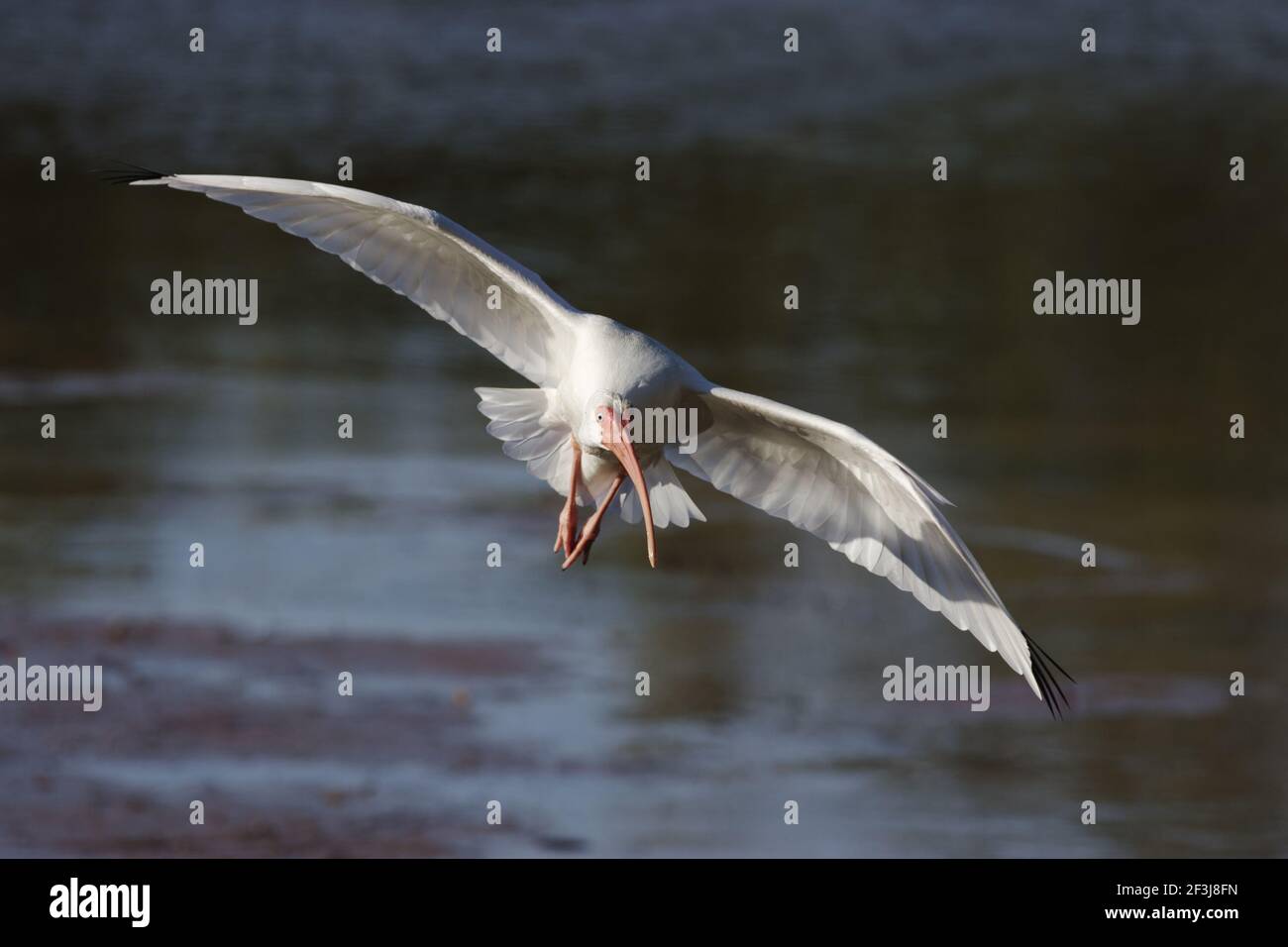 White Ibis in flight (Eudocimus albus) Ding Darling NWR, florida, USA ...