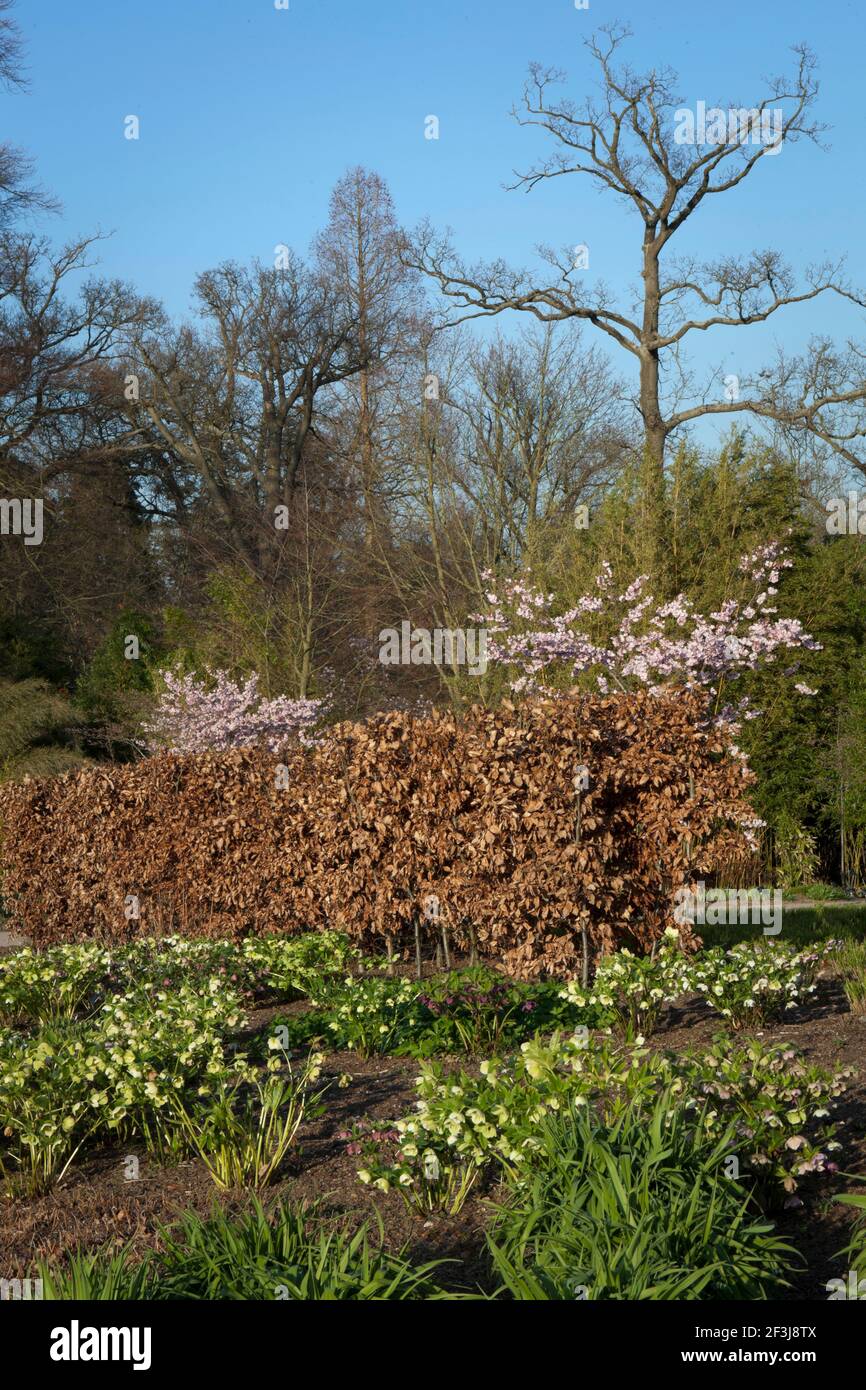 Slope copper beech hi-res stock photography and images - Alamy