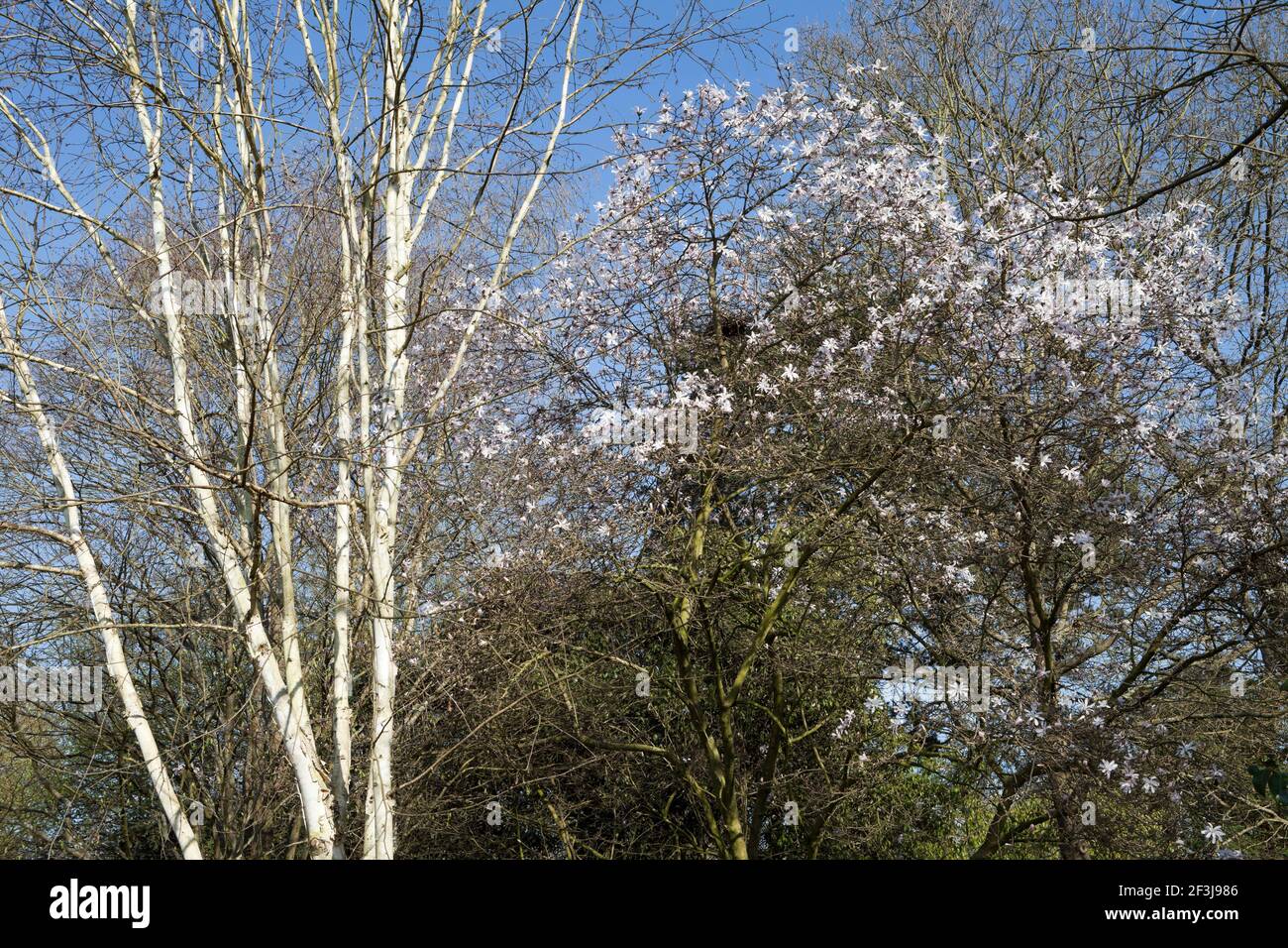 Silver ghost birch hi-res stock photography and images - Alamy