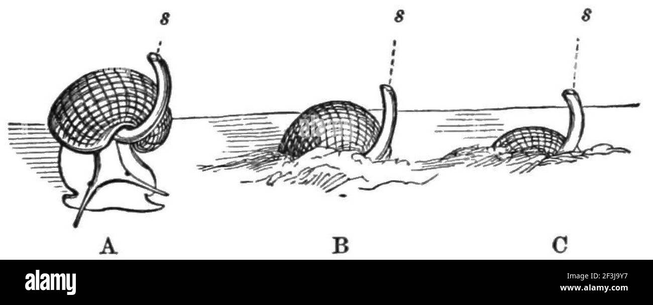 Snail movements under various conditions Stock Photo - Alamy