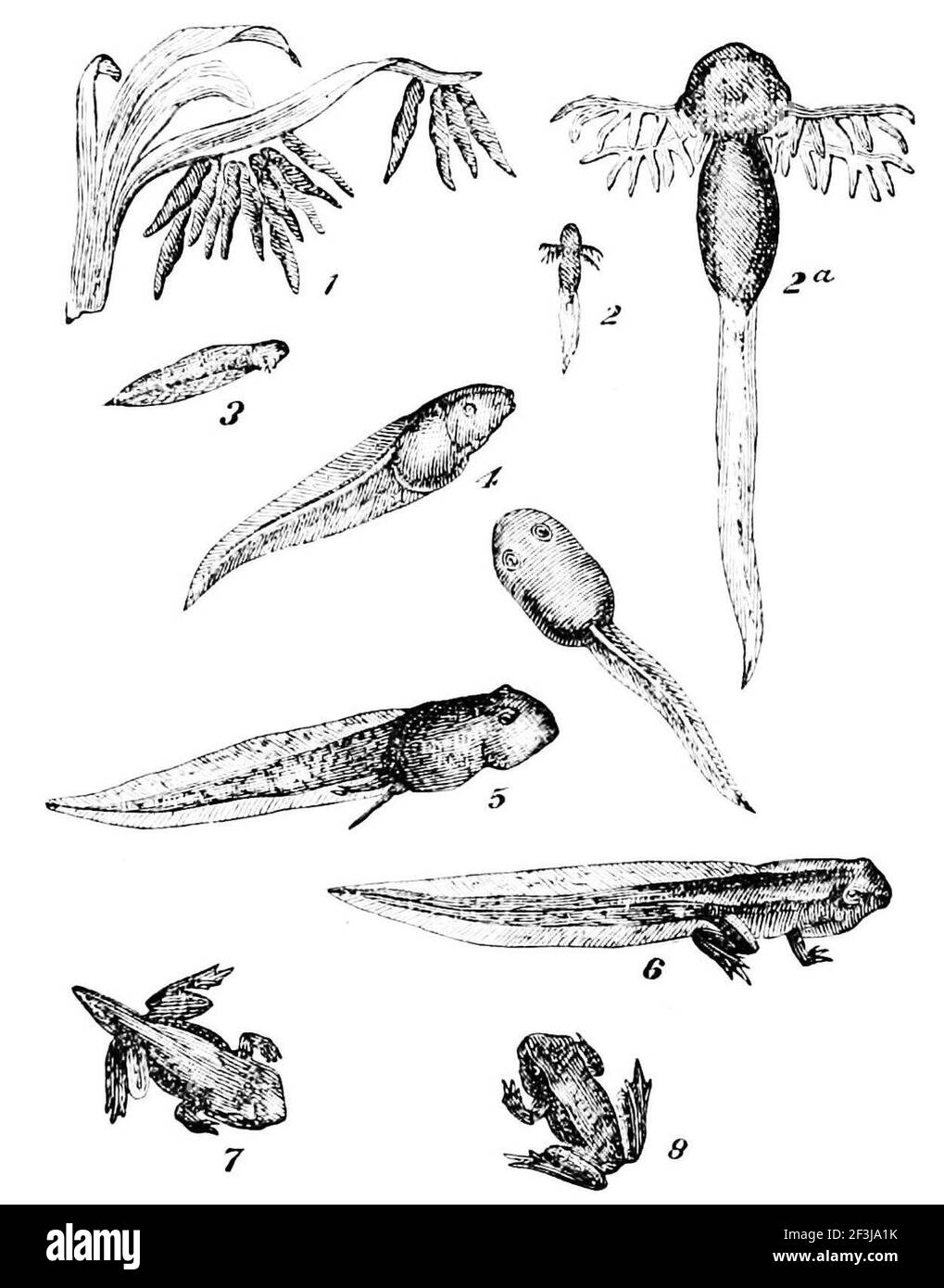 Eight stages of the development of the tadpole Stock Photo - Alamy