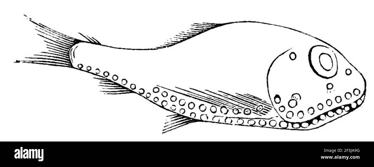 Ornatus Cut Out Stock Images & Pictures - Alamy