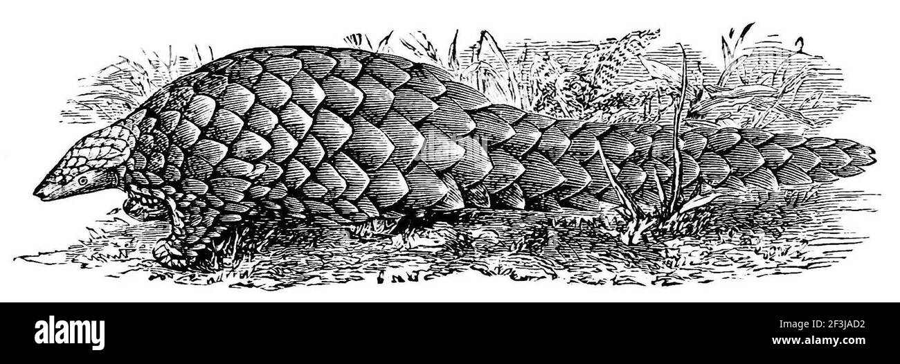 Manis pentadactyla Black and White Stock Photos & Images - Alamy
