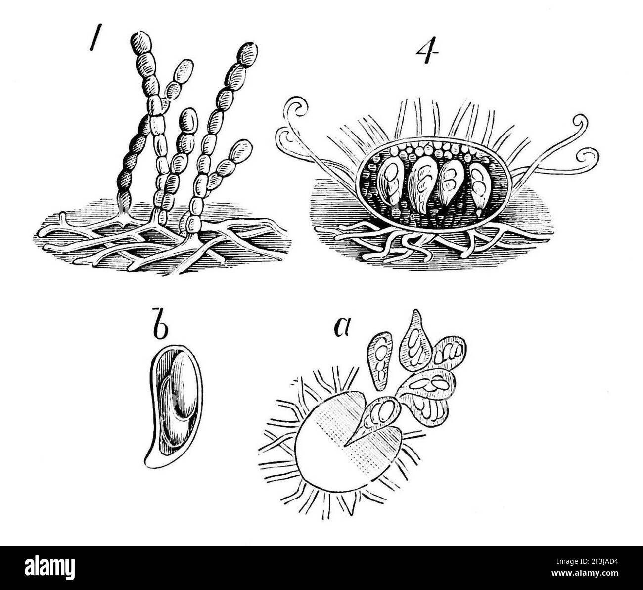 Mycelium Black and White Stock Photos & Images - Alamy