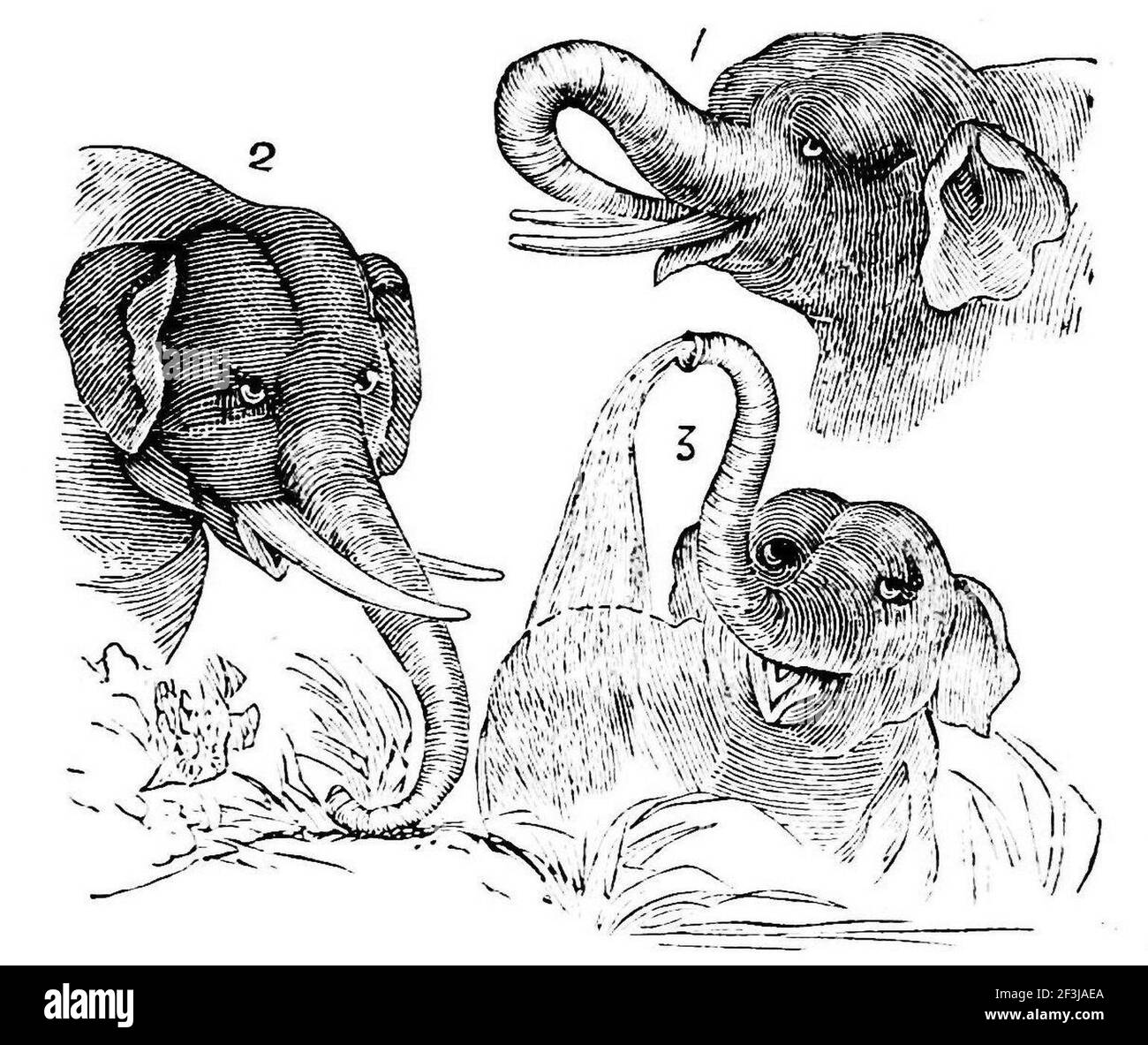 Various uses of an elephant proboscis Stock Photo - Alamy