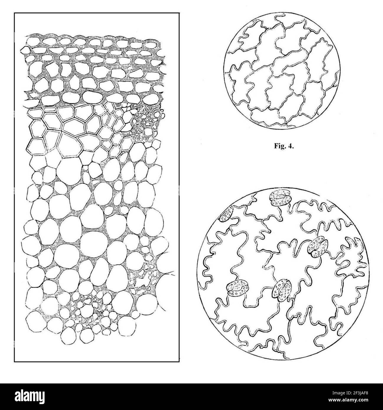 Epidermis and cell structure of leafs Stock Photo - Alamy