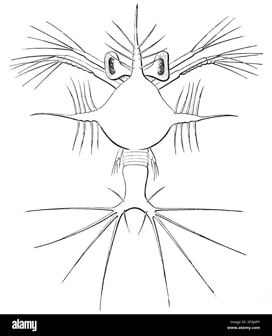 Sergestes hi-res stock photography and images - Alamy