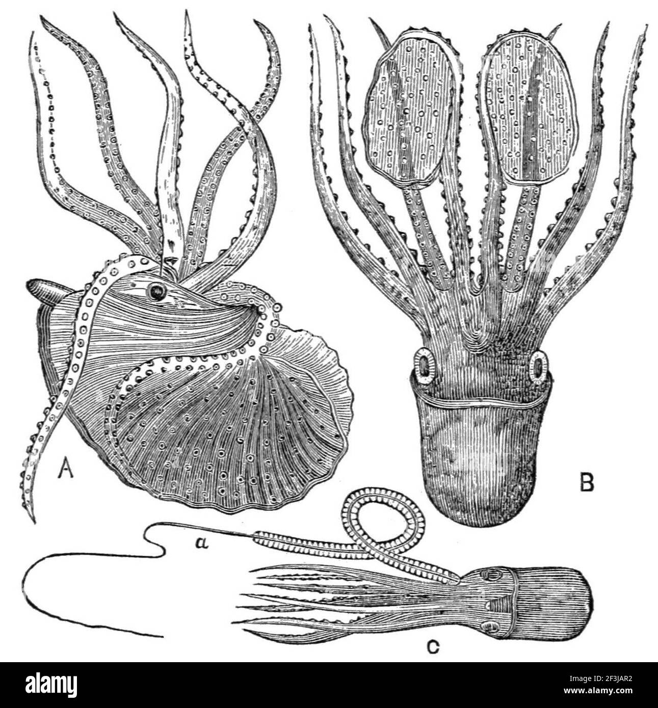 Paper nautilus hi-res stock photography and images - Alamy