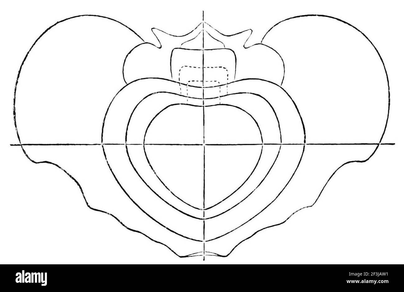 Pelvic size variations between age and gender Stock Photo - Alamy
