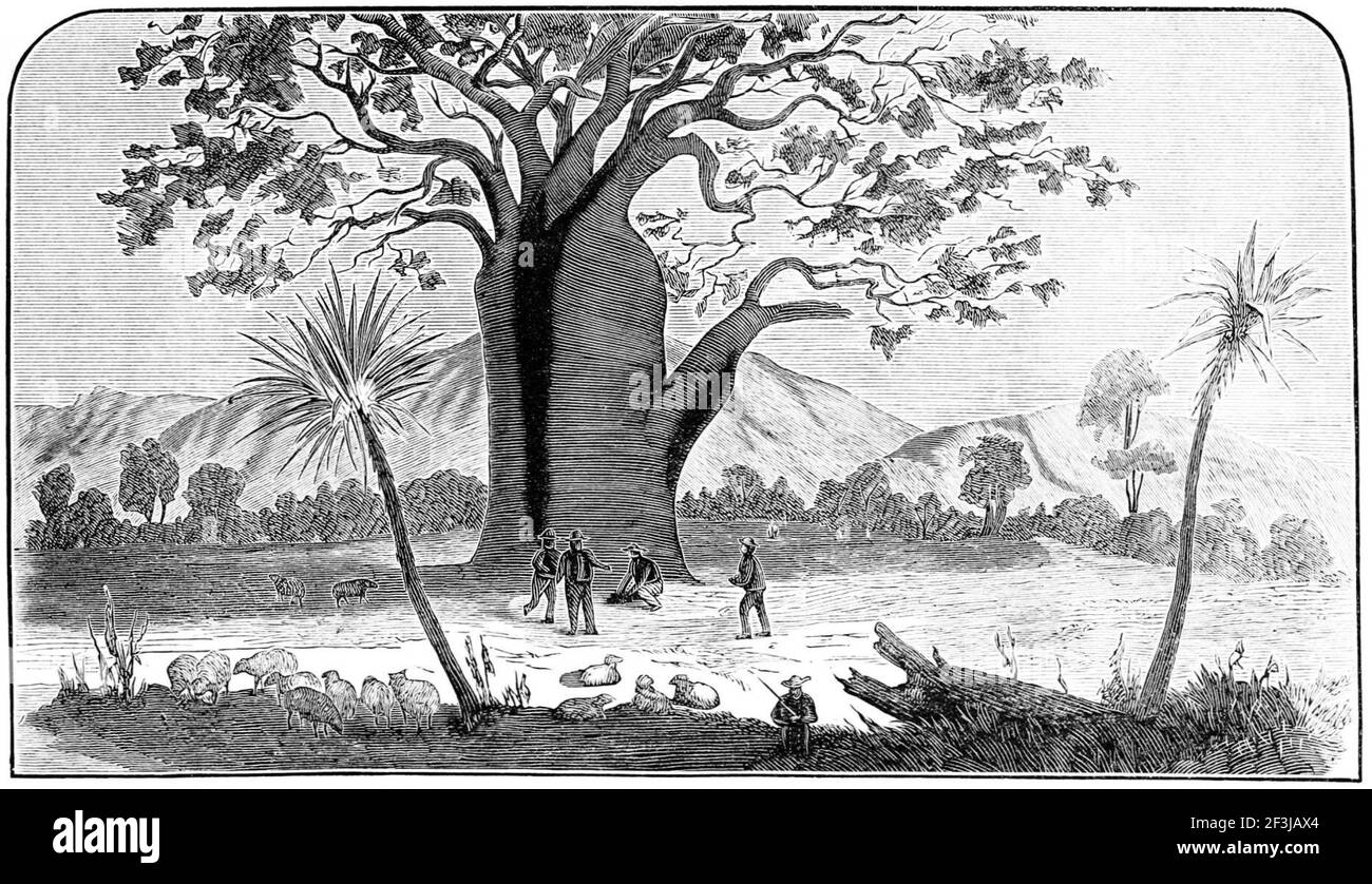 The monkey bread tree of australia Stock Photo - Alamy