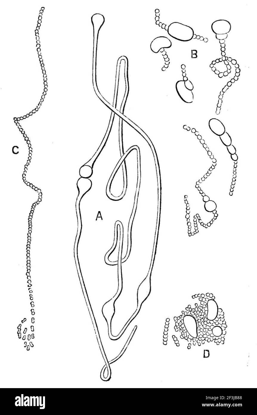 Micrococcus hi-res stock photography and images - Alamy
