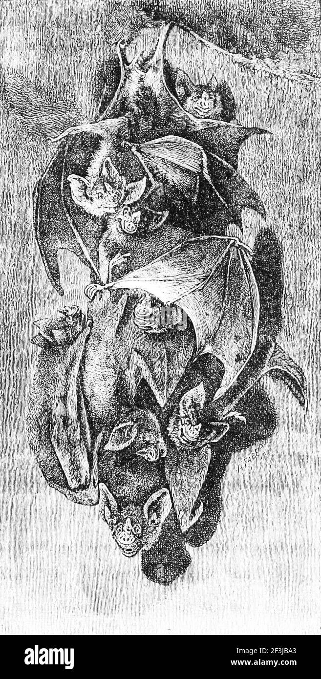 Bats children of erebus Stock Photo - Alamy