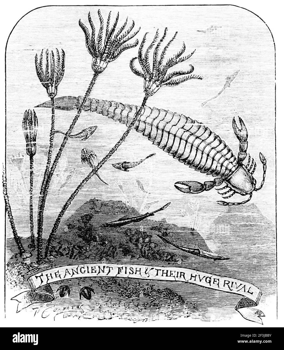 Prehistoric Piranha Drawing