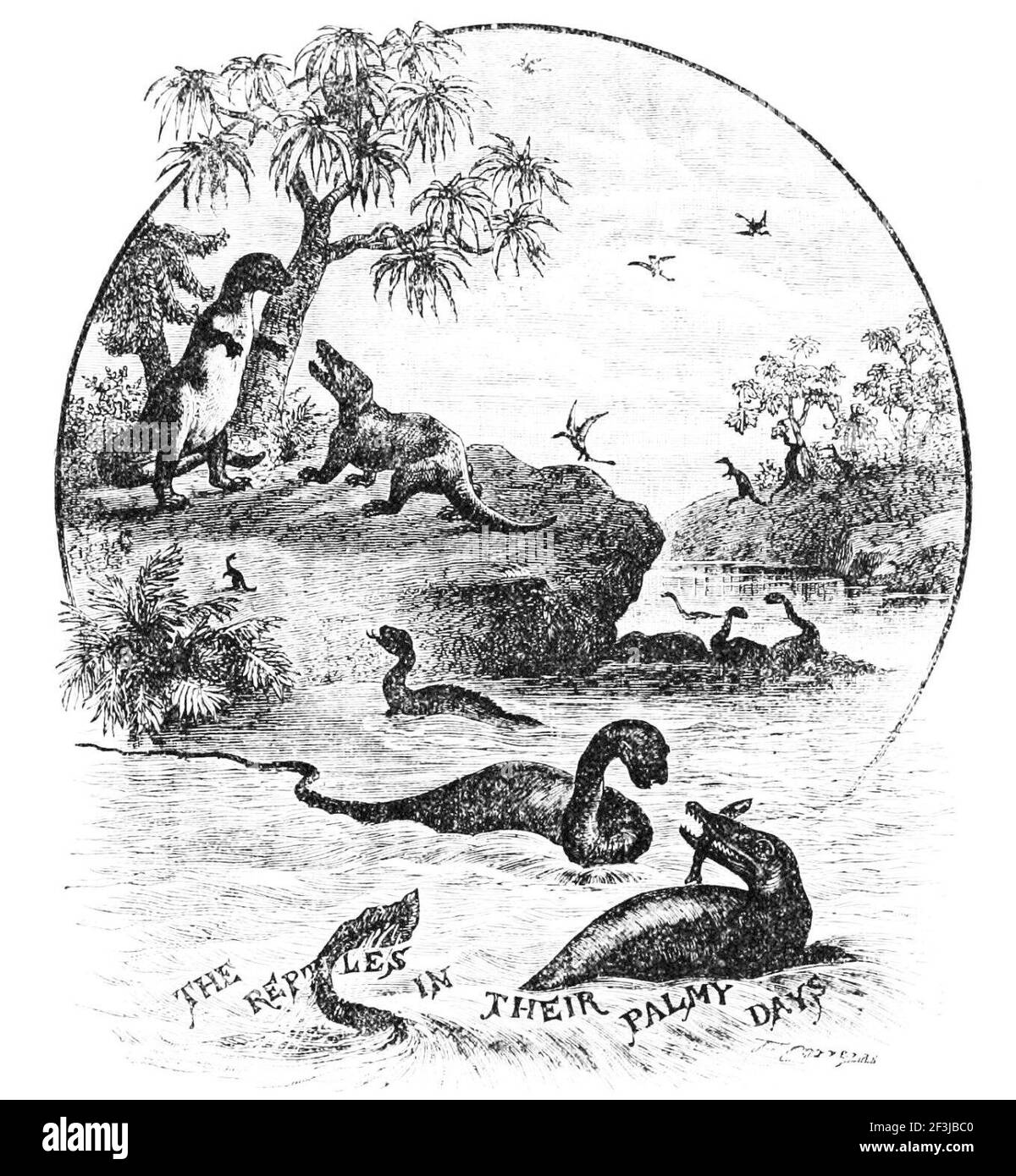 Early reptiles hi-res stock photography and images - Alamy