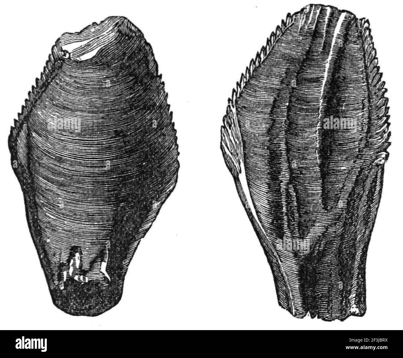Tooth of iguanodon Stock Photo - Alamy