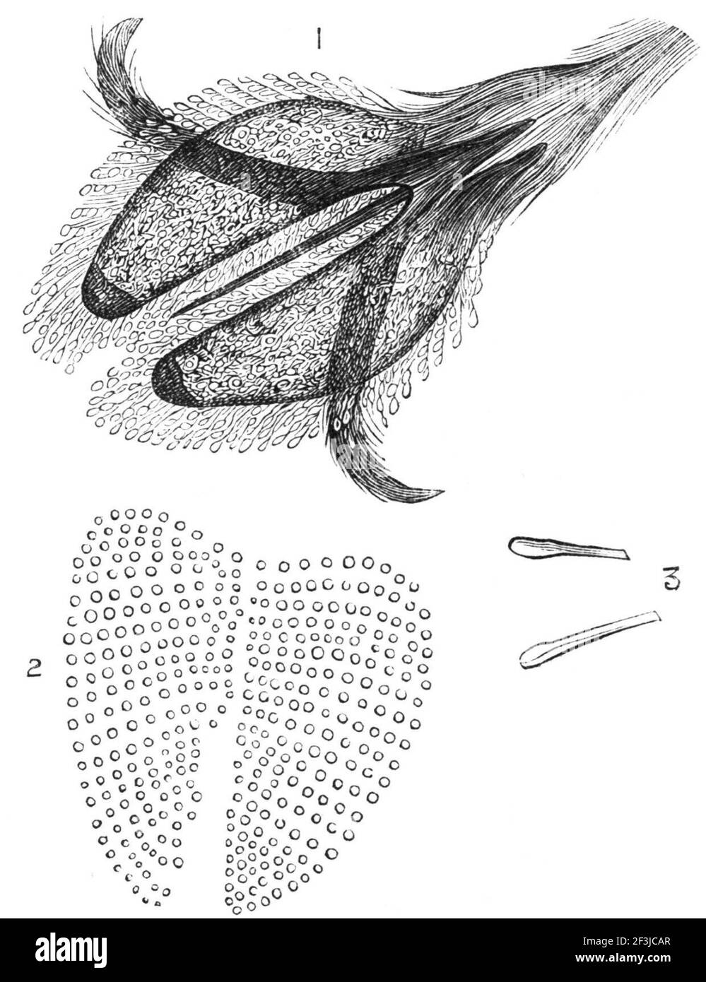 Foot fly Black and White Stock Photos & Images - Alamy