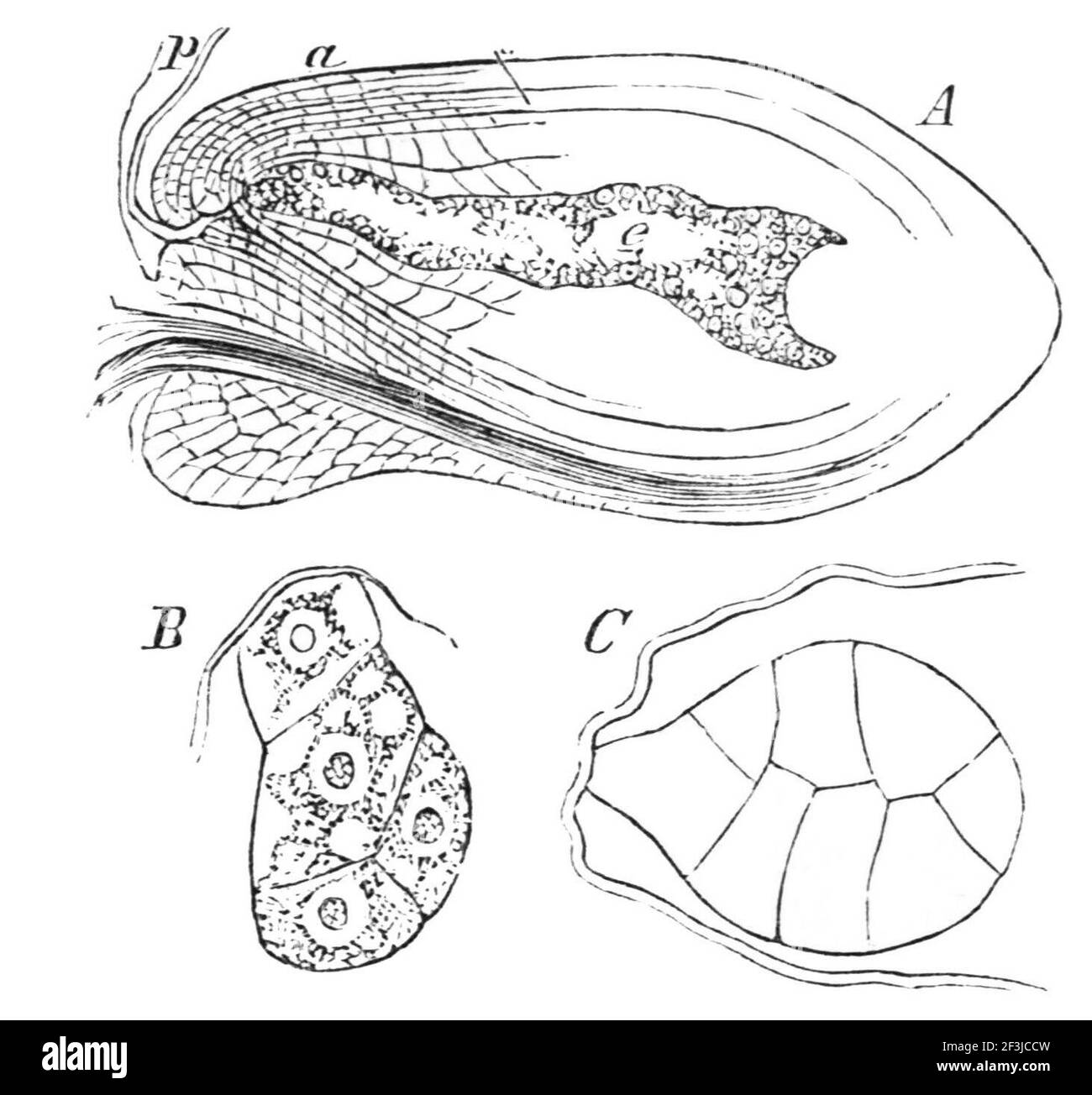 Endosperm ovule Black and White Stock Photos & Images - Alamy
