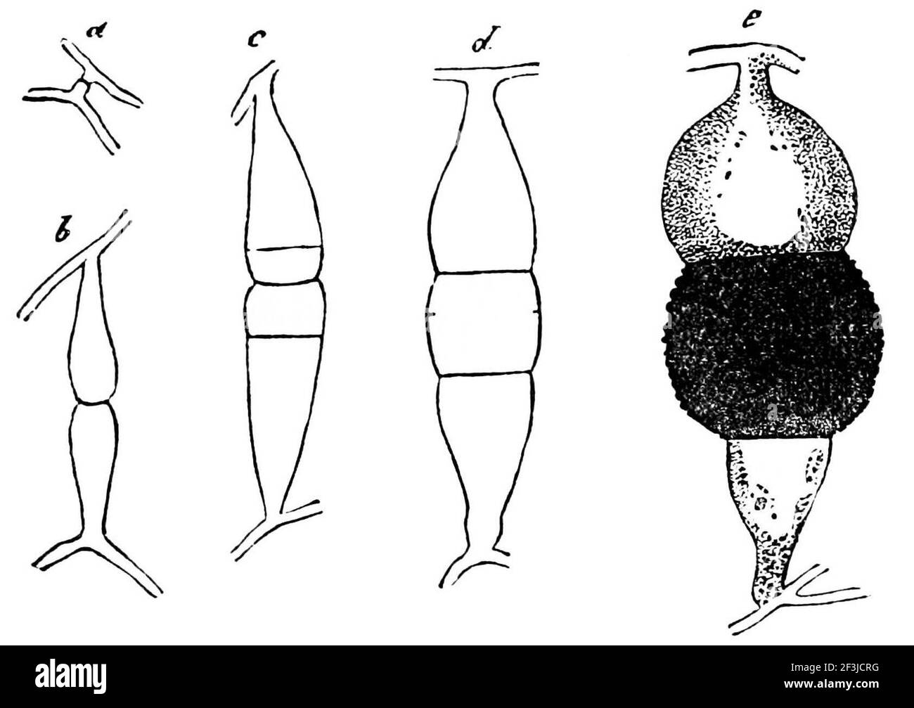 Formation of resting spores of bread mold Stock Photo - Alamy