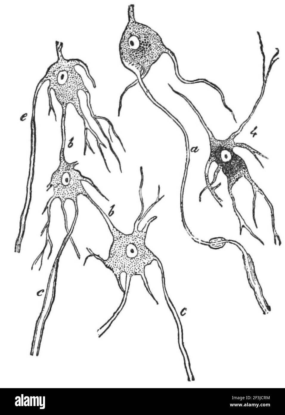 Motor nerve cells Stock Photo - Alamy