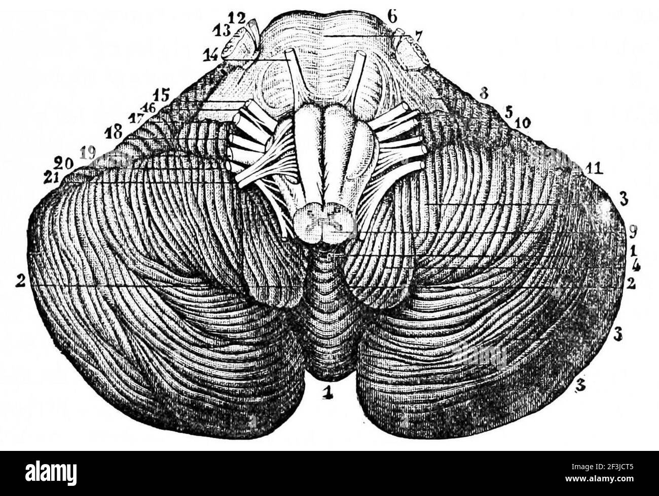 Inferior surface of the cerebellum Stock Photo - Alamy