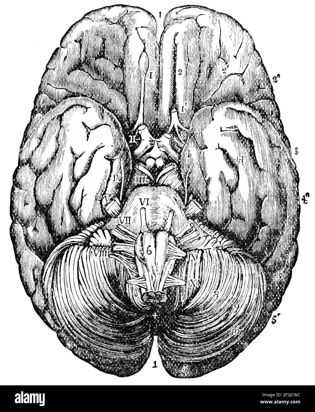 Under surface of the human brain Stock Photo - Alamy