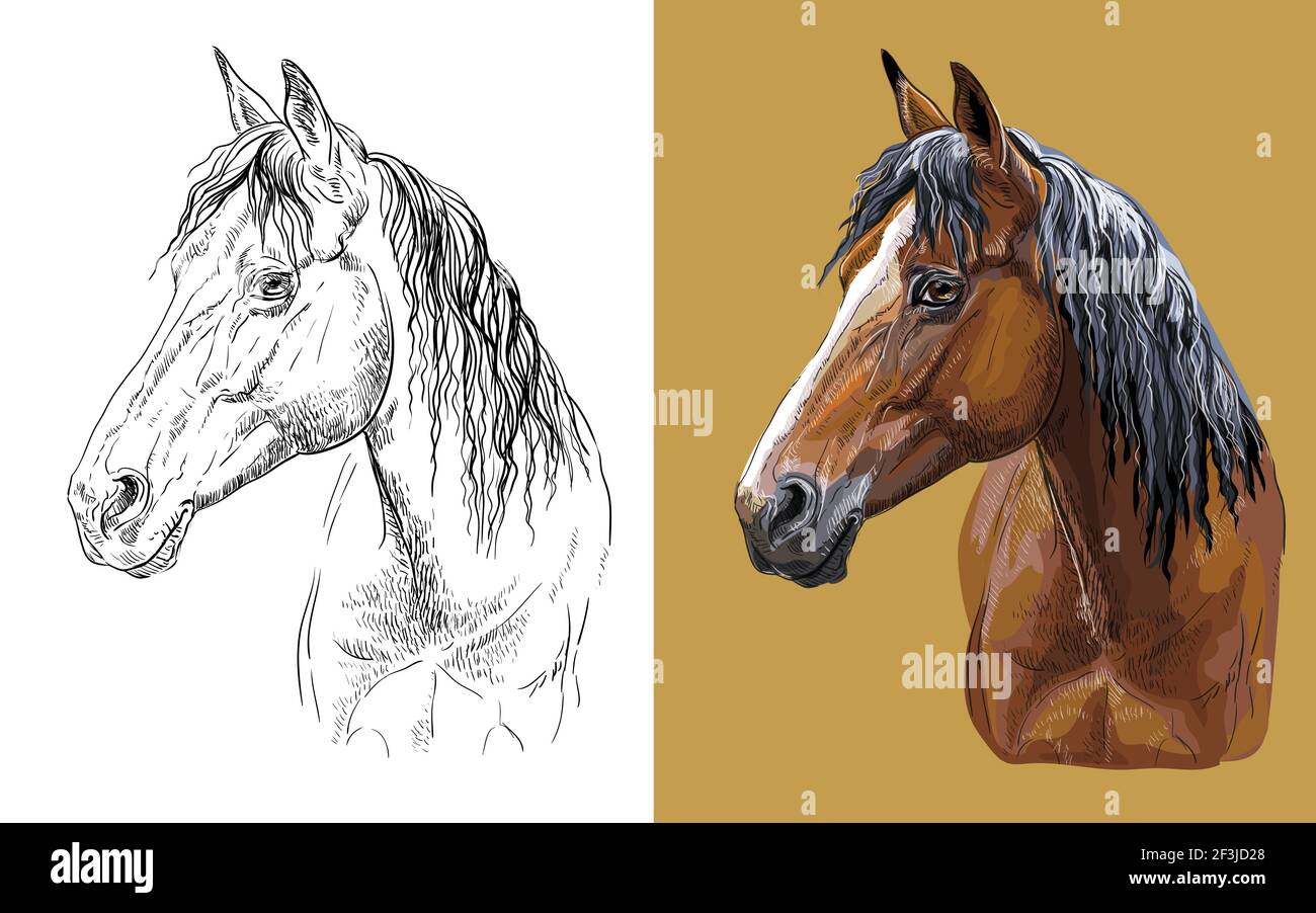 horses face coloring pages