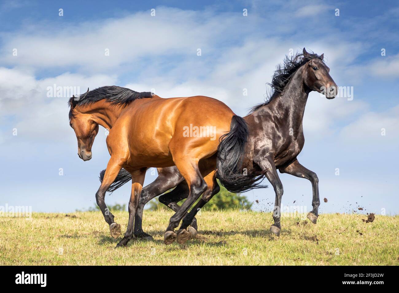 Warmblood Horse. Two juvenile mares fighting on a pasture. Germany ...