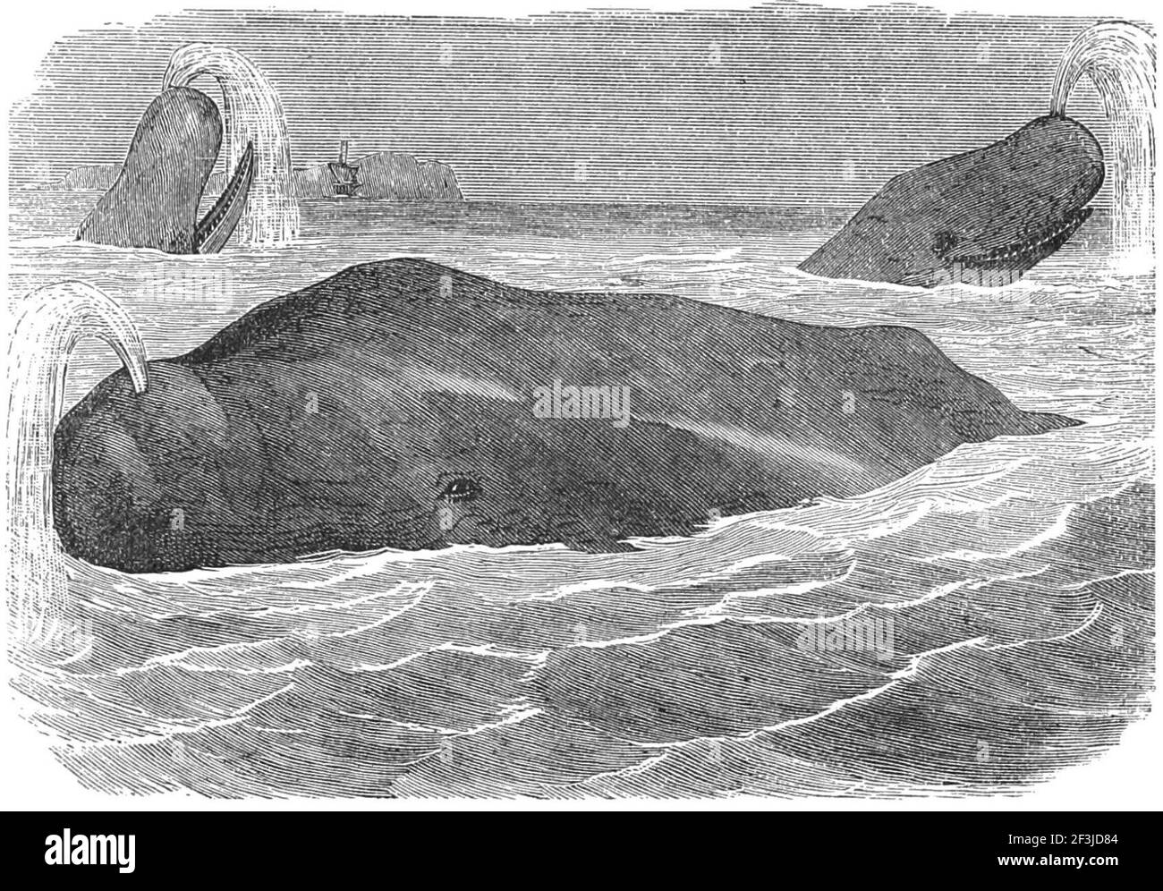 Whale toothed whale Cut Out Stock Images & Pictures - Alamy