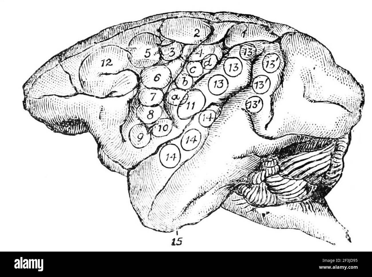 Lateral aspect of monkey brain Stock Photo - Alamy