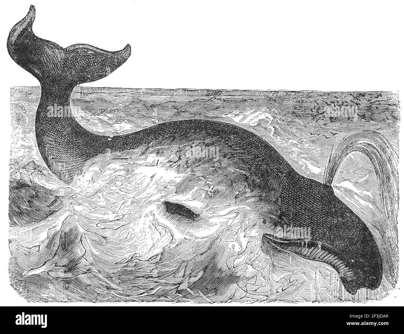 Whalebone whale or greenland whale Stock Photo - Alamy