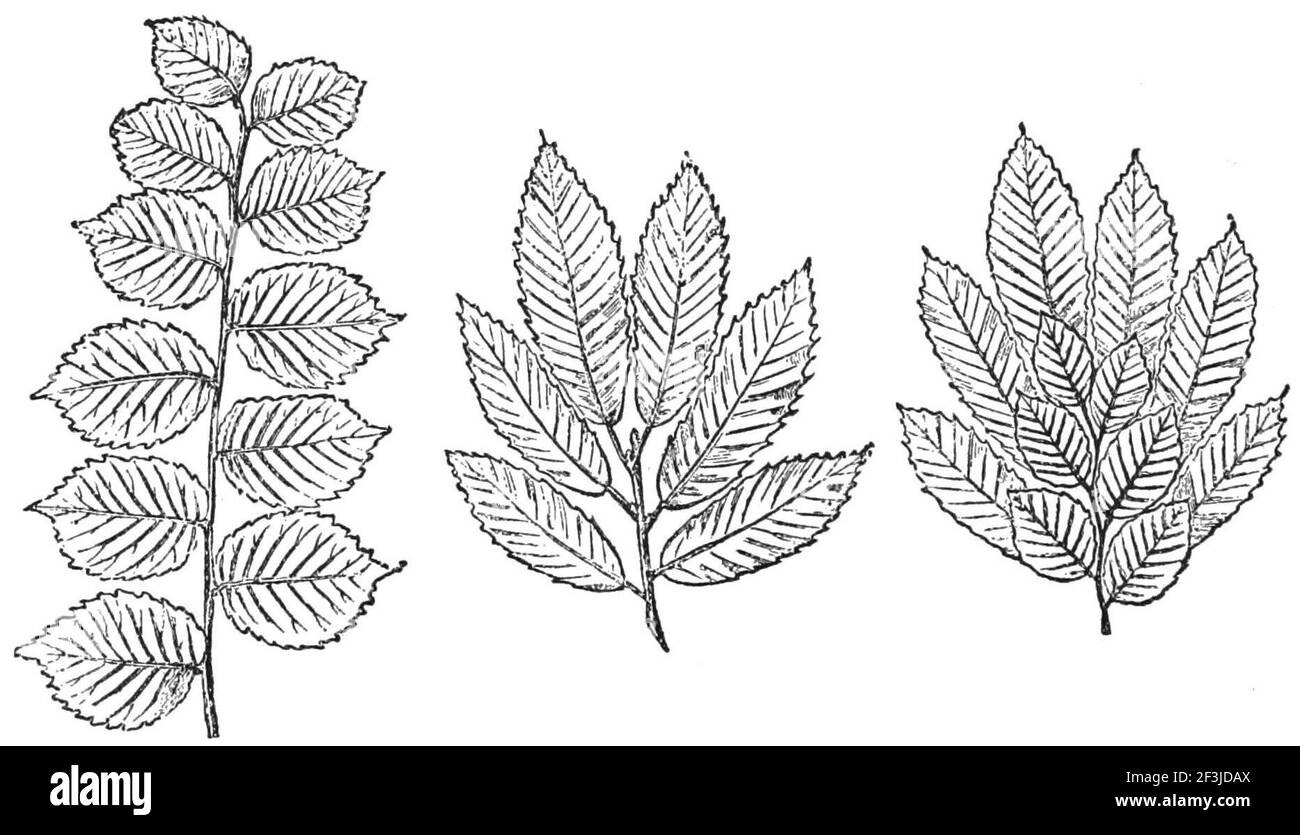Leaf arrangements of nut bearing trees Stock Photo - Alamy