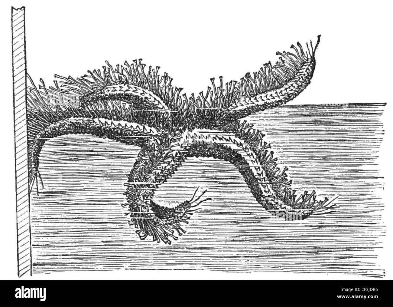 Natural movements of a starfish on the water surface Stock Photo - Alamy