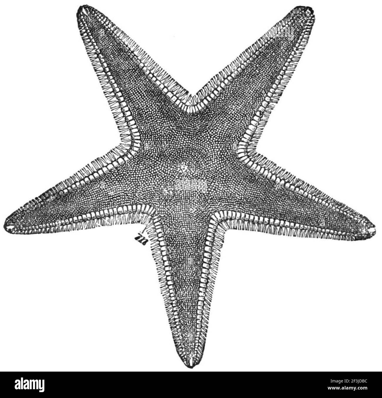 Upper surface of a starfish astropecten Stock Photo - Alamy