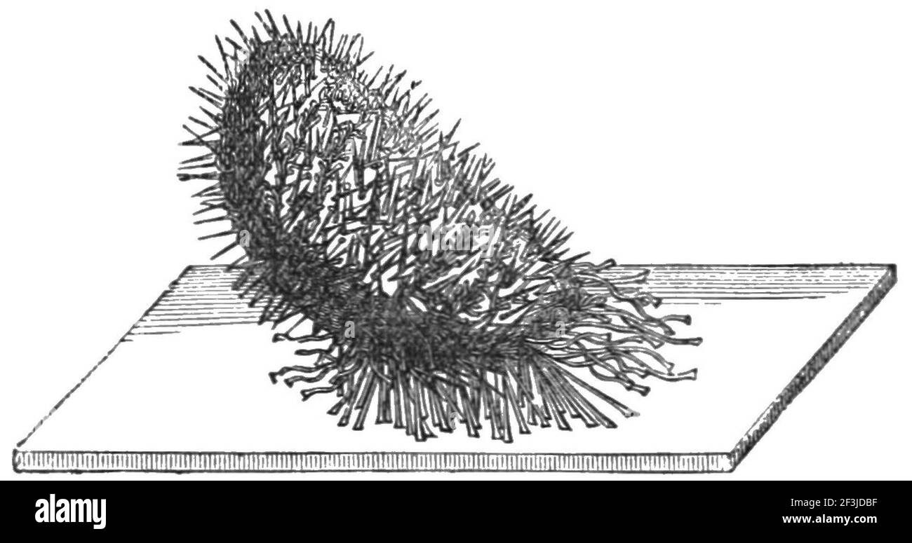 Echinus Black and White Stock Photos & Images - Alamy