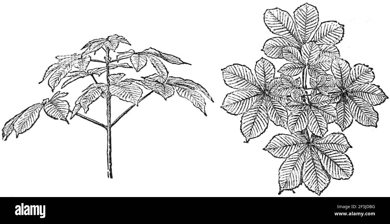 Branch and leaf arrangements of beech and elm trees Stock Photo - Alamy