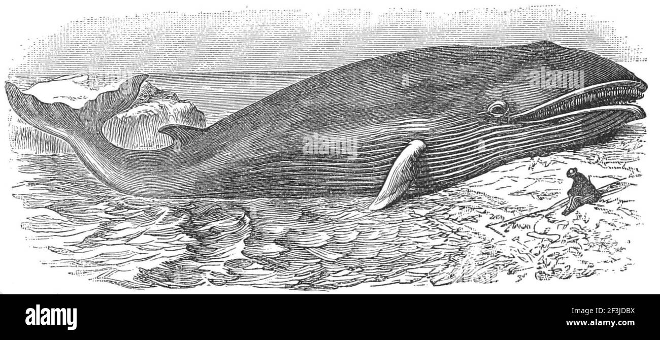 Rorqual Black and White Stock Photos & Images - Alamy