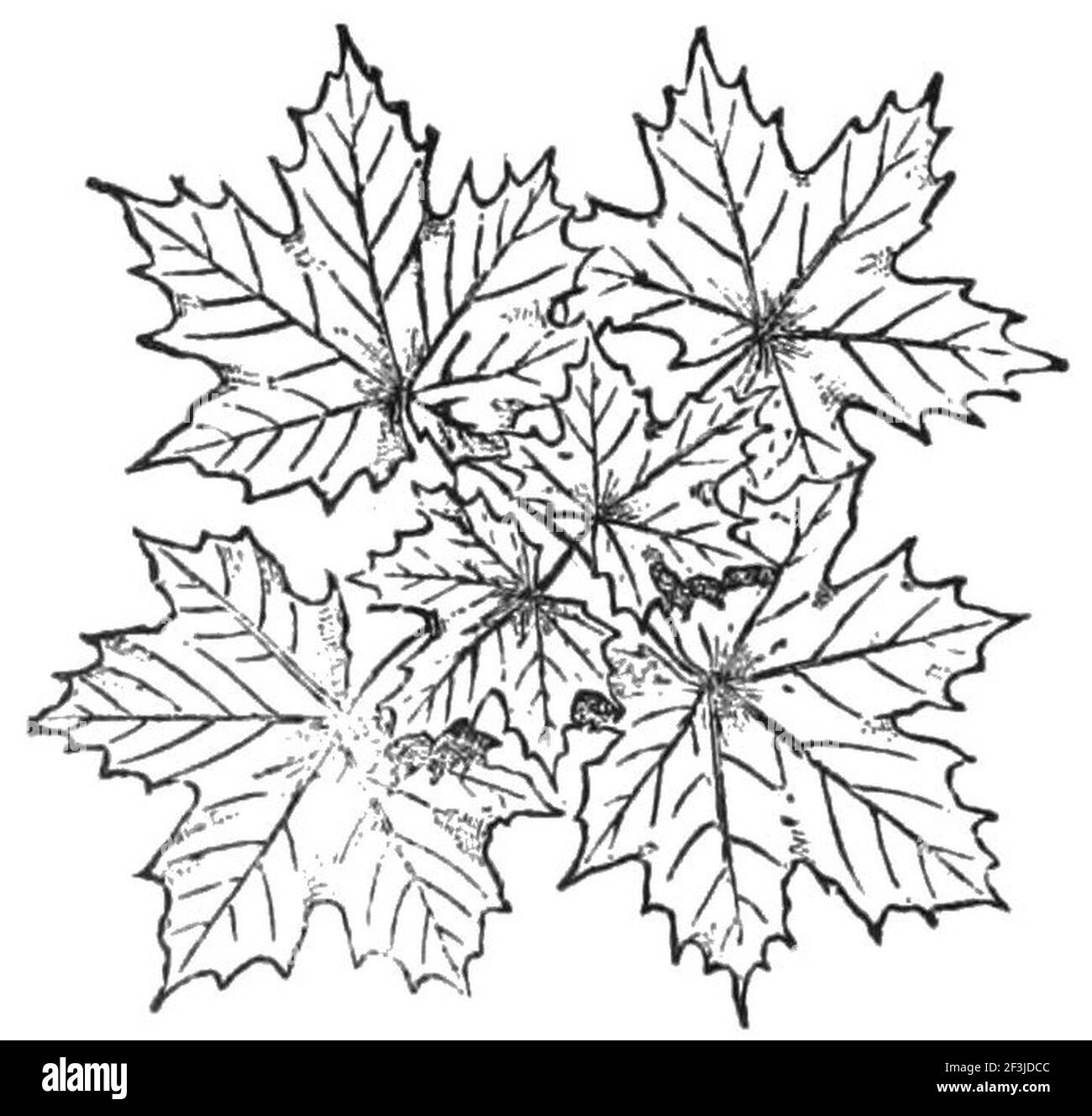 Tree leaves adaptations to air and light Stock Photo - Alamy