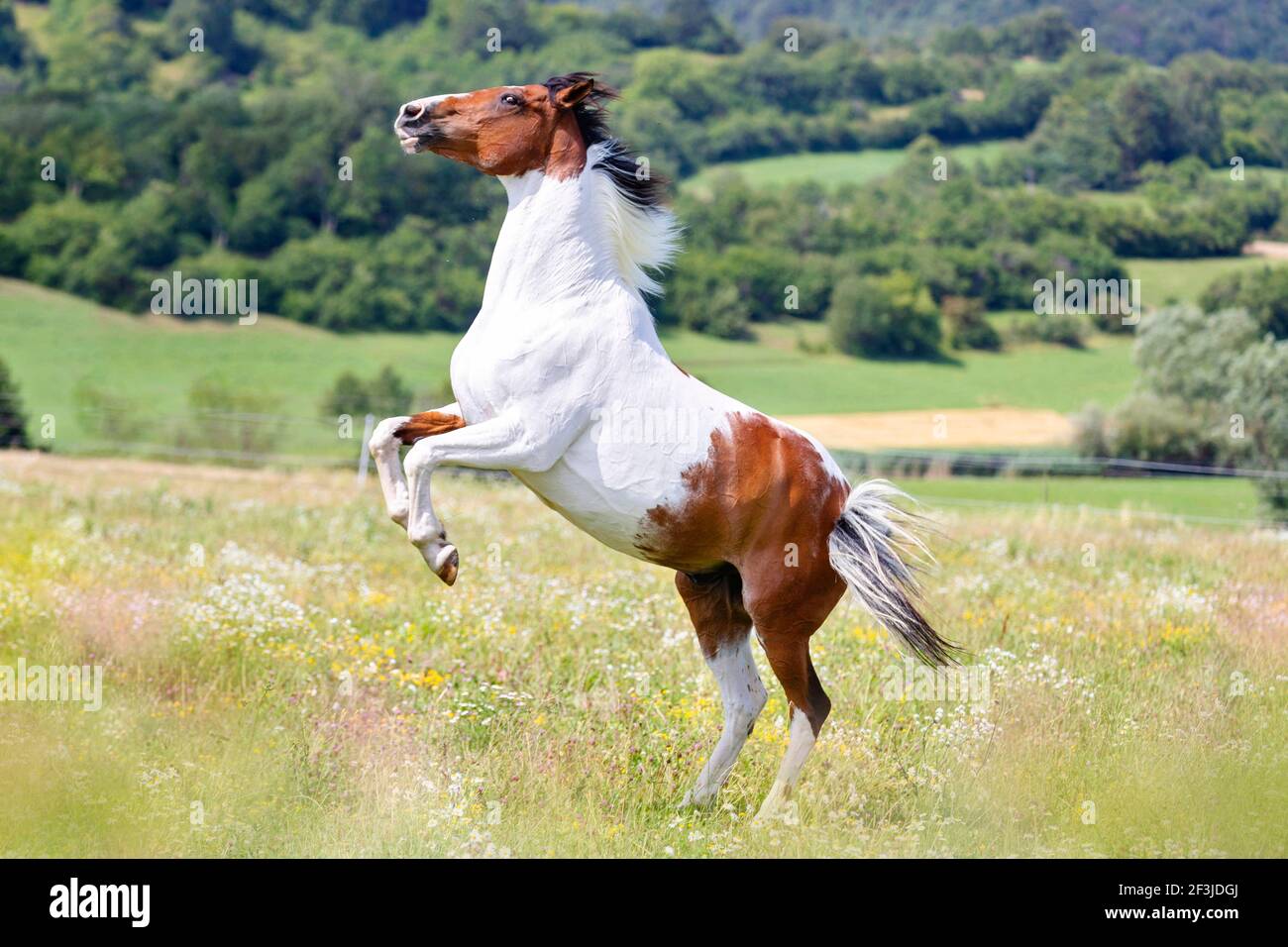 Paint Horses Rearing