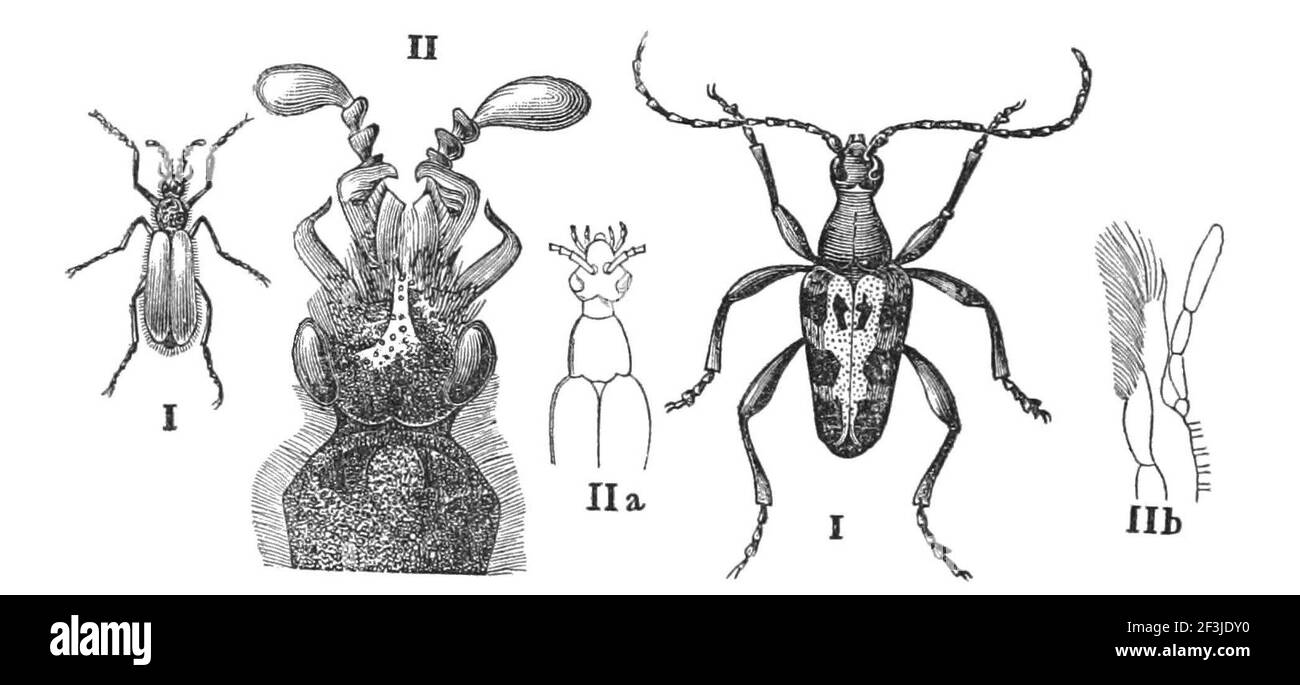Crown and longicorn beetles Stock Photo - Alamy