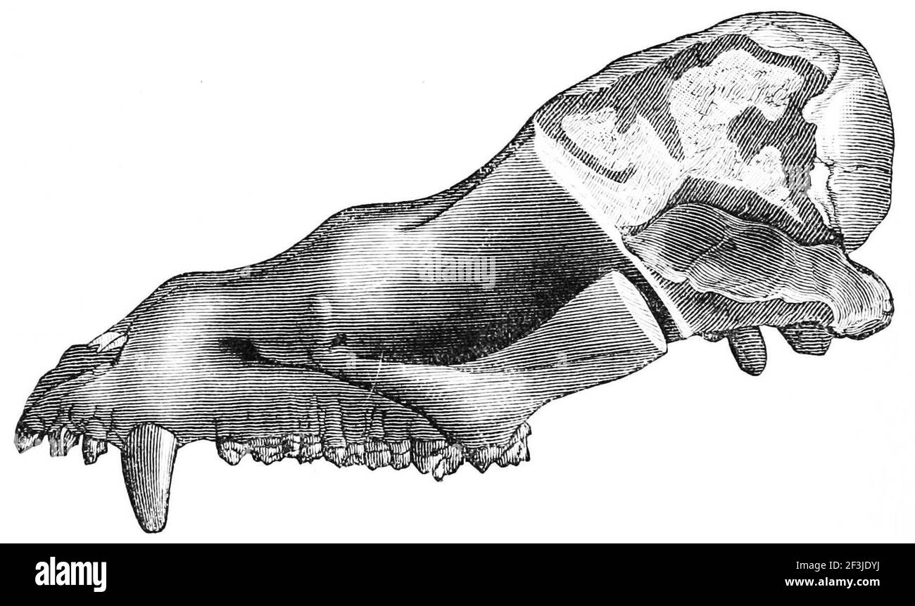 Elephantopus Black and White Stock Photos & Images - Alamy