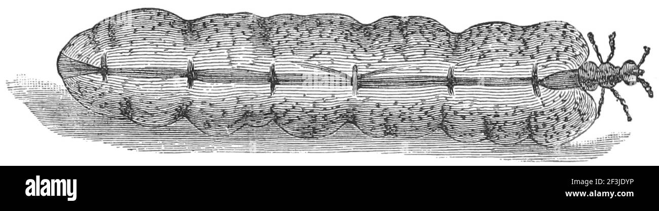 Queen Termite Anatomy Termite Life Cycle Royalty Free Images, Stock
