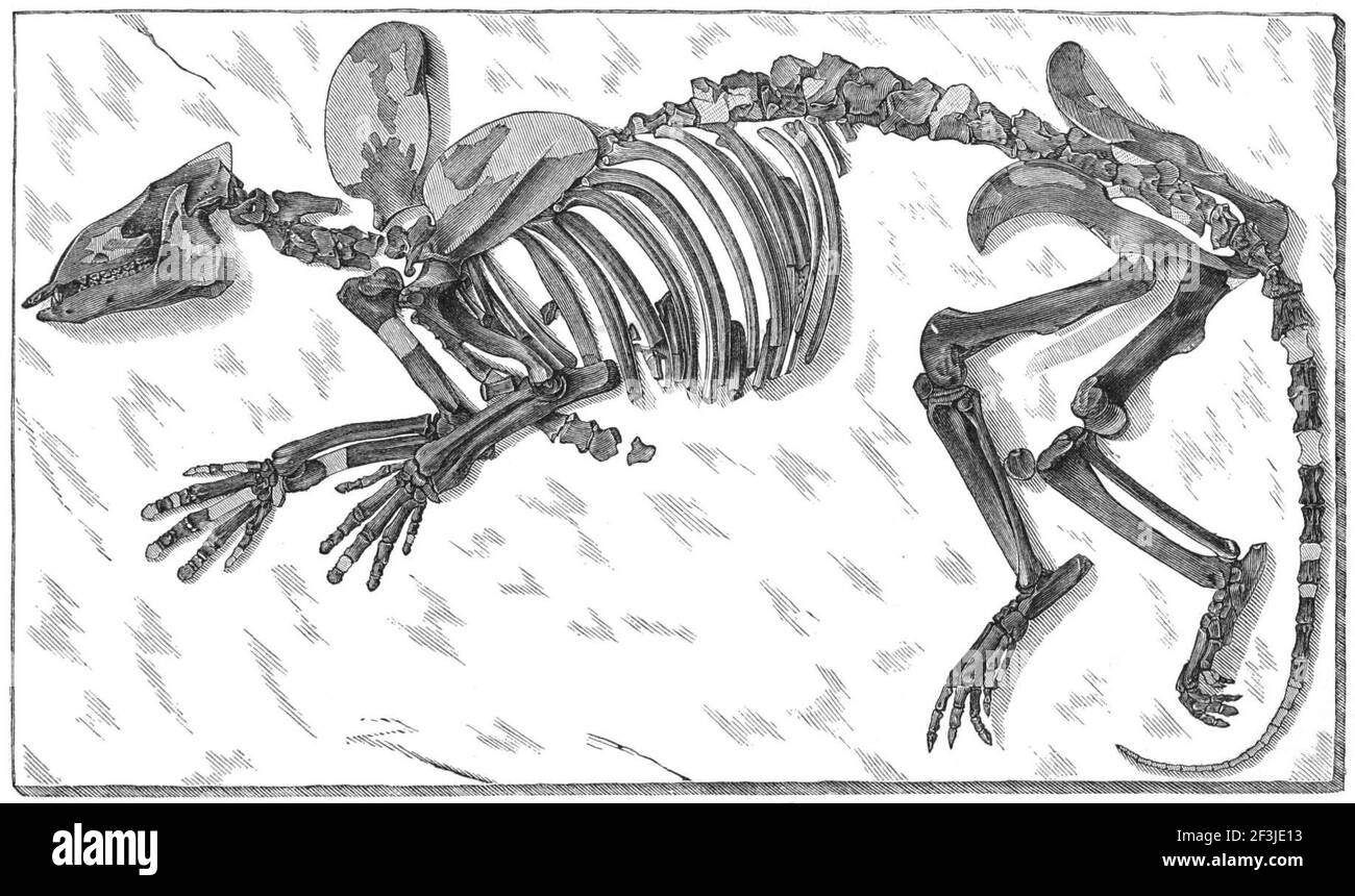 Skeleton of the phenacodus primaevus Stock Photo - Alamy