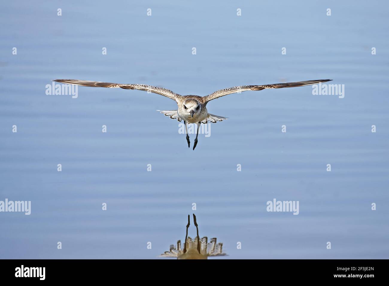 Grey Plover in flight(Pluvialis squatrola) Ding Darling NWR, florida ...