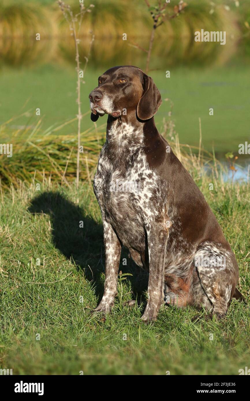 German Shorthaired Pointer. Female (6 years old) sitting on the bank of ...