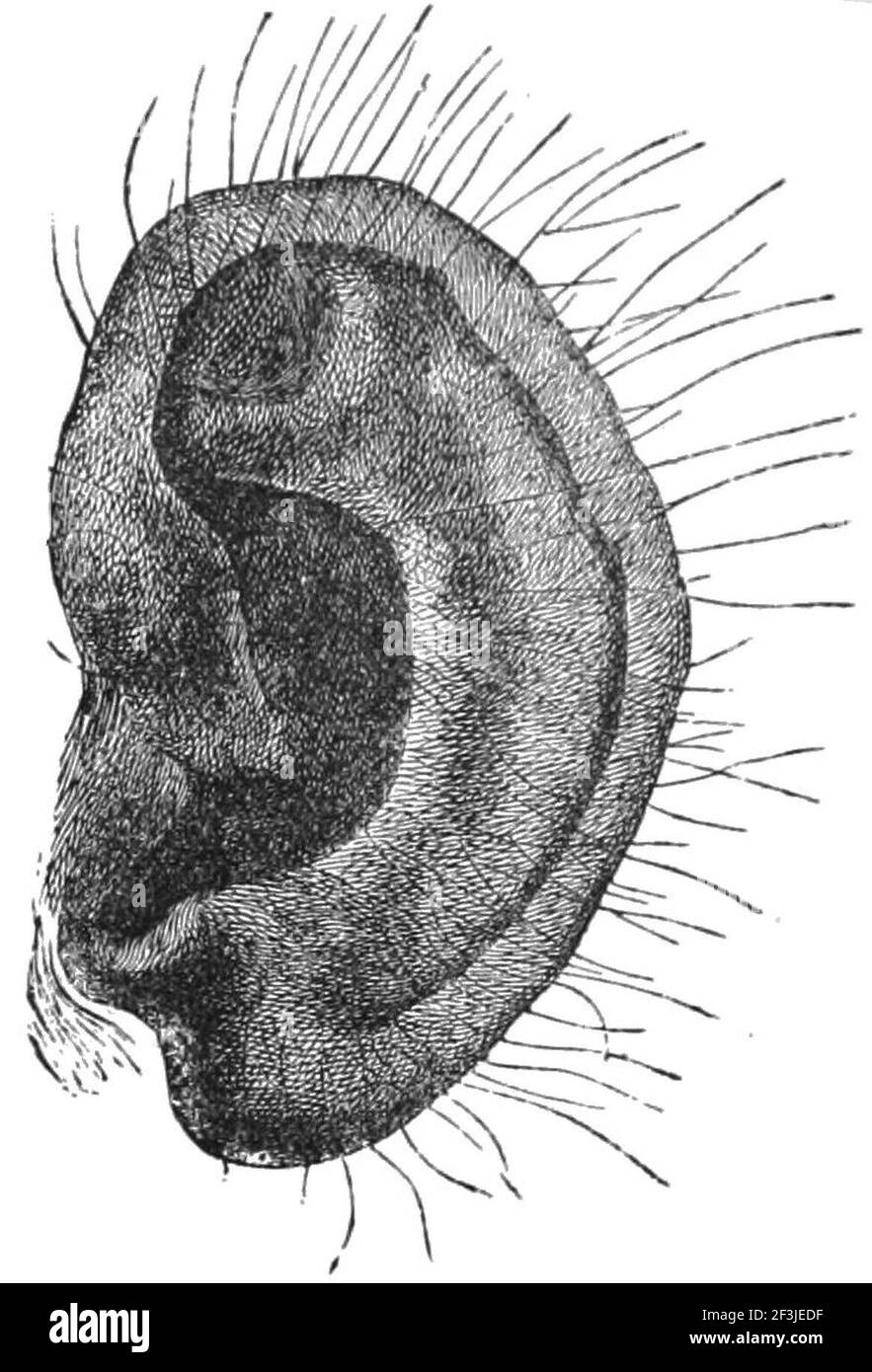 Ear of chimpanzee Stock Photo - Alamy