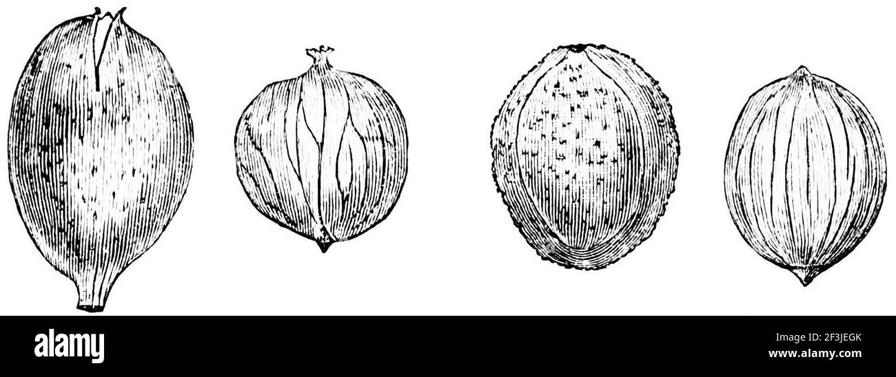 Pig nut and nutmeg hickory Stock Photo - Alamy