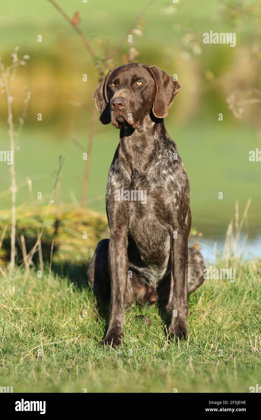German Shorthaired Pointer. Male (21 months old) sitting on the bank of ...